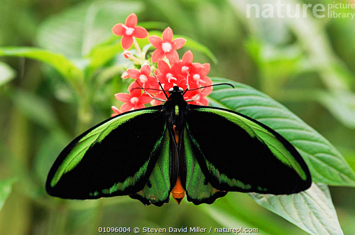 Stock photo of Male Australian birdwing butterfly {Ornithoptera priamus ...