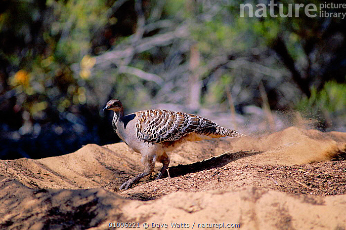Stock photo of Mallee fowl digging mound to regulate temperature of ...