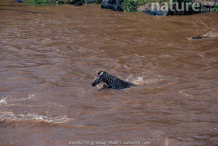 Stock photo of Common zebra crossing river pursued by crocodile {Equus ...