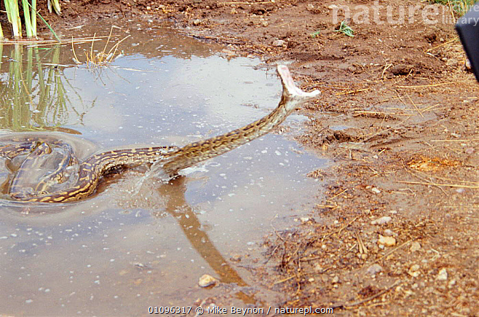 Stock photo of Rock python striking at prey from waterhole {Python ...