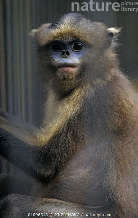Stock photo of Guizhou snub nosed monkey {Pygathrix / Rhinopithecus ...