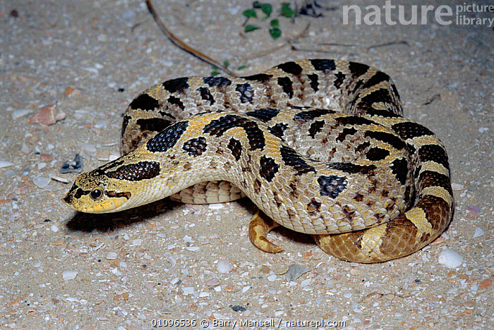 Stock photo of Southern hognose snake {Heterodon simus} Florida, USA ...