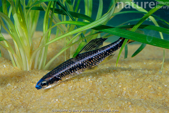 Stock photo of Blue-nosed shiner fish {Notropis welaka} Florida, USA ...