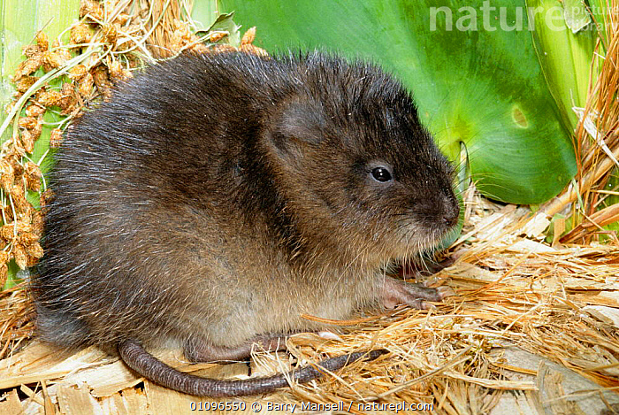 Stock photo of Round tailed muskrat {Neofiber alleni} Florida, USA ...