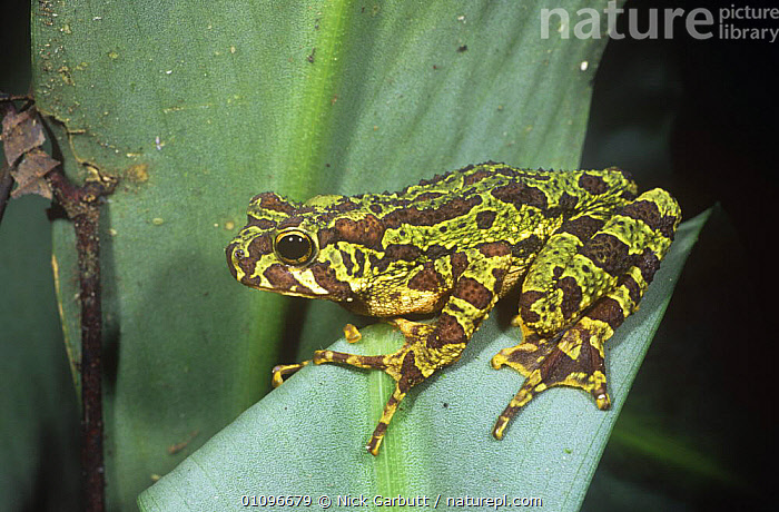 Stock photo of Marbled tree toad {Pedostibes rugosus} Danum valley ...