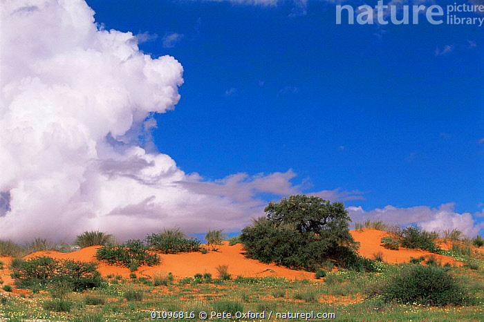 Stock photo of Red sand dunes Kalahari, Kgalagadi Transfrontier P ...