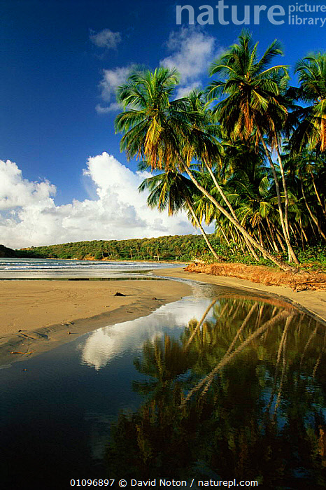 Stock photo of Coastal beach landscape at La Sagesse, Grenada ...
