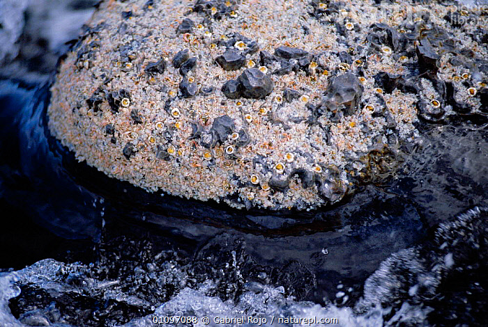 Stock photo of Southern right whale callouses formed by Cyamids ...