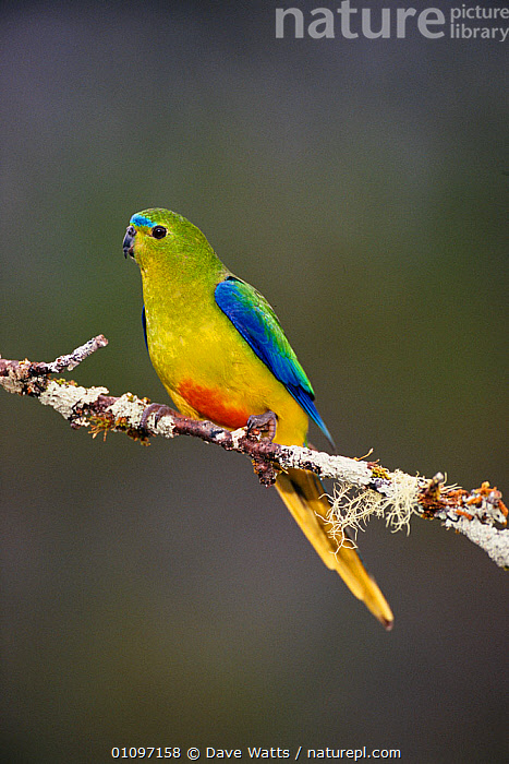 Stock photo of Orange bellied parrot male {Neophema chrysogaster ...