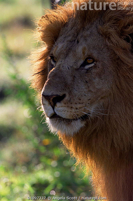 Male Lion Face Side View