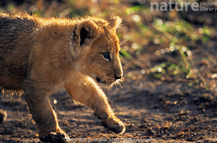 Lion Cub Big Cat Prime Video: Big Cats 24/7, Season 1