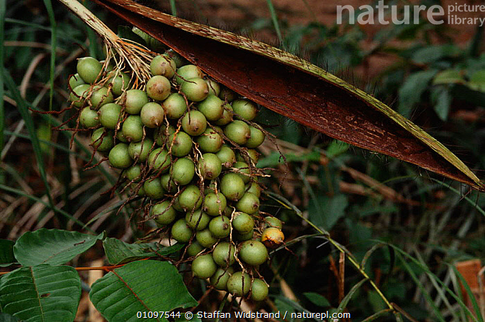 Stock photo of Palm fruits from tropical palmtree, Manaus, Brazil ...