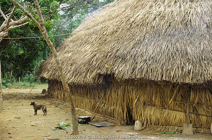 Stock photo of Piaroa Indian long-house, Amazonia, Venezuela,South ...