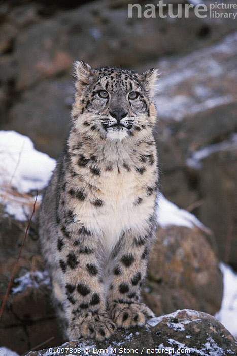 Stock photo of Snow leopard sitting portrait in snow {Panthera uncia ...
