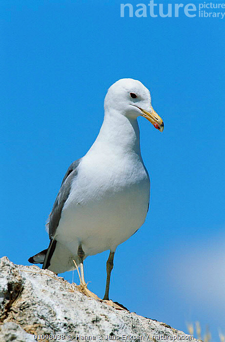 Stock photo of Armenian gull portrait {Larus armenicus} Van Golu ...