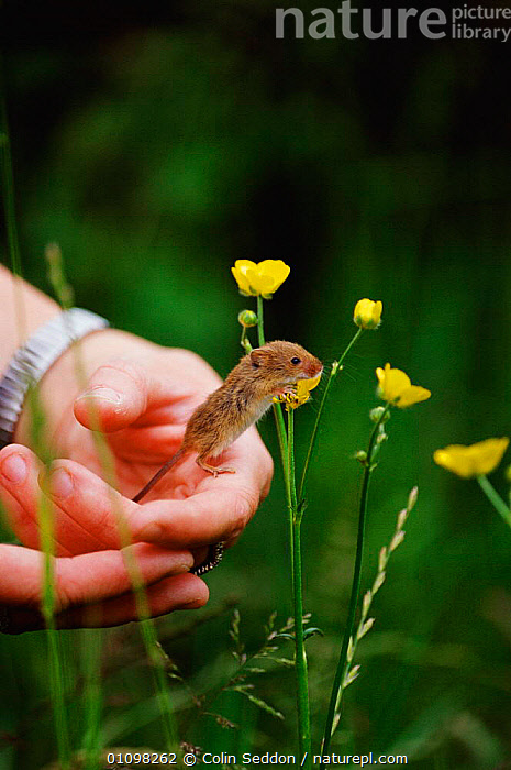 Stock photo of Harvet mouse {Micromys minutus} being released onto ...