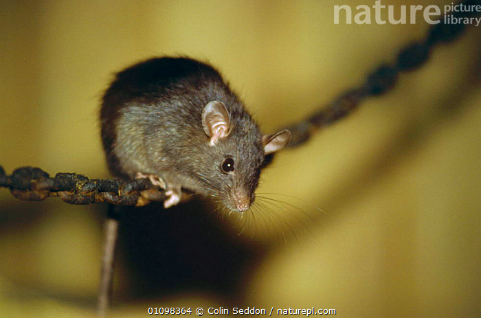 Stock photo of Black rat on chain {Rattus rattus} captive. Available ...