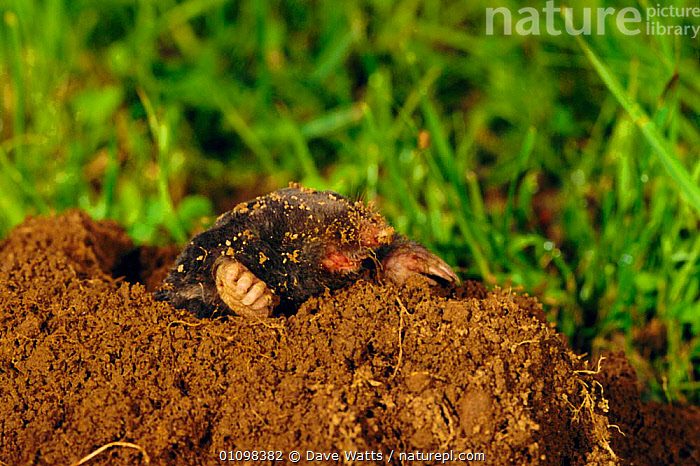 Stock photo of Blind mole emerging from soil {Talpa caeca} Pyrenees ...