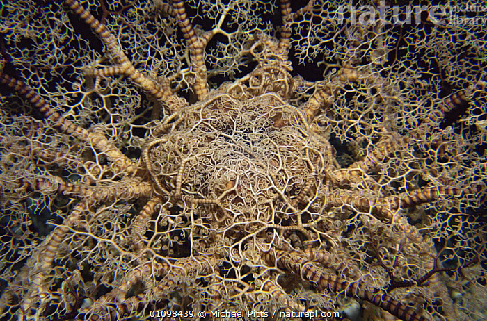 Stock photo of Basket star {Astroboa nuda} Madang, Papua New Guinea ...