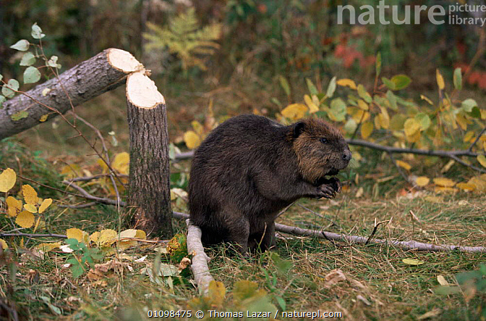 Stock photo of Beaver {Castor canadensis} next to felled tree, Kettle ...