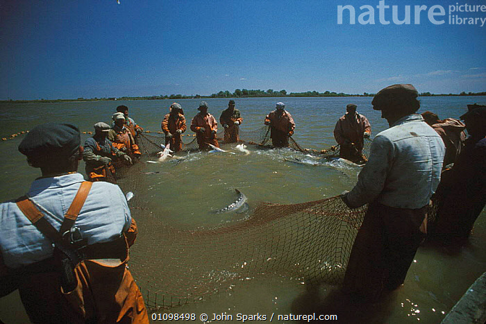 Stock photo of Sturgeon fishing {Acipenser sp} River Volga, Russia 1996 ...