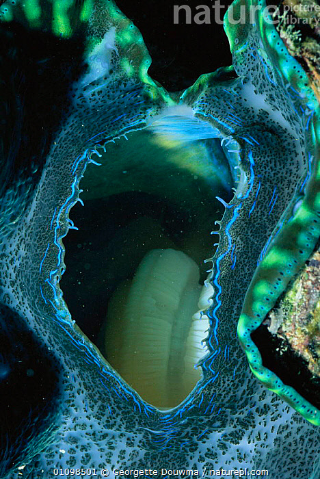 Giant Clam Siphon