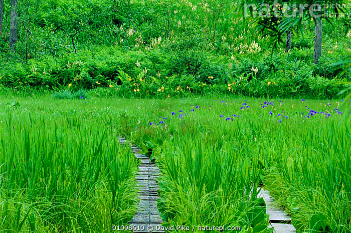 Stock photo of Board walk through marsh Oze marsh, Japan. Available for ...