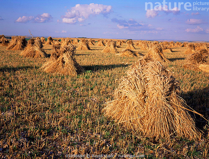 Stock photo of Field of Wheat stooks drying after harvest, used for ...