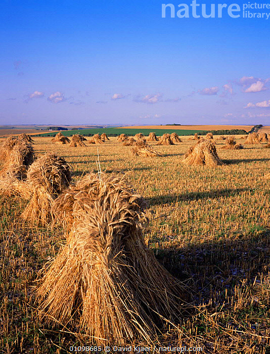 Stock photo of Field of Wheat stooks drying after harvest - used for ...