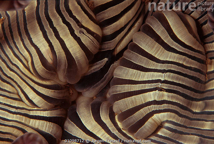 Stock photo of Close up of mouth of Sea anemone {Actiniaria} Sulu ...