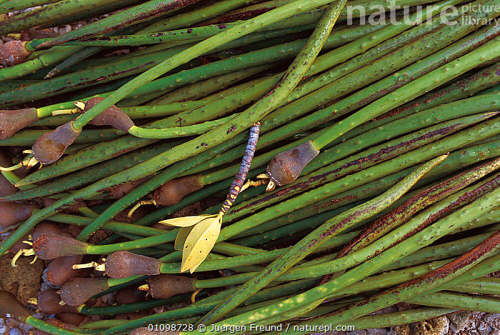 Stock photo of Mangrove propagules, seeds develop while still attached ...