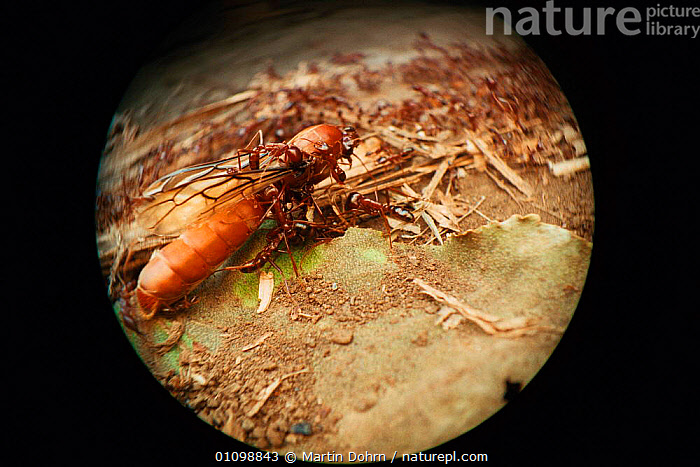 Stock photo of African driver / Siafu / Safari ant {Dorylus / Anomma ...