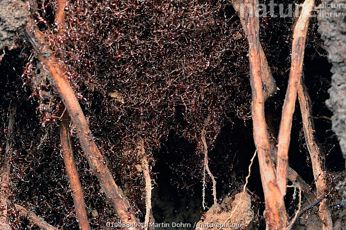 Stock photo of African driver / Siafu / Safari ant nest under root ...