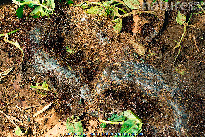 Stock photo of African driver / Siafu / Safari ants feeding on dead ...