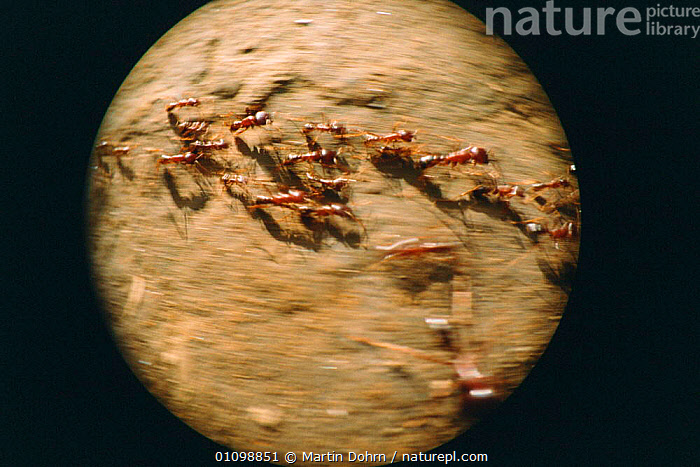 Stock photo of African driver ant / Siafu / Safari ant on the move ...