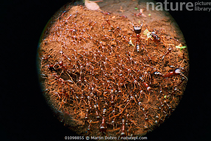 Stock photo of African driver / Siafu (Safari) ants migrating {Dorylus ...