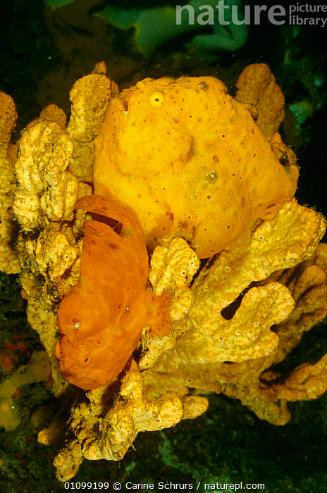 Stock photo of Painted frogfish pair mating {Antennarius pictus} female ...