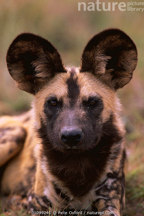 Stock photo of African wild dog head portrait {Lycaon pictus} Southern ...