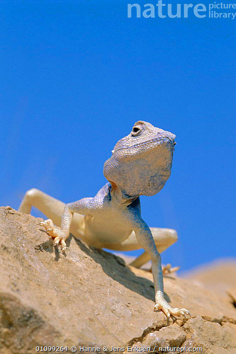 Stock photo of Sinai lizard portrait {Pseudotrapelus sinaitus} Al Ansab ...