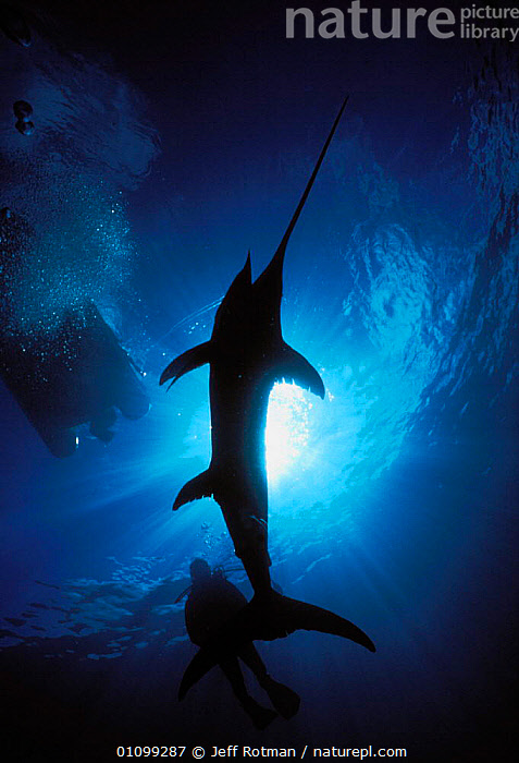 Stock photo of Diver examining hooked Swordfish {Xiphias gladius ...