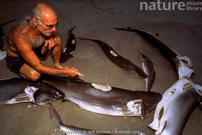 Stock photo of Man with dead sharks finned alive and thrown overboard ...