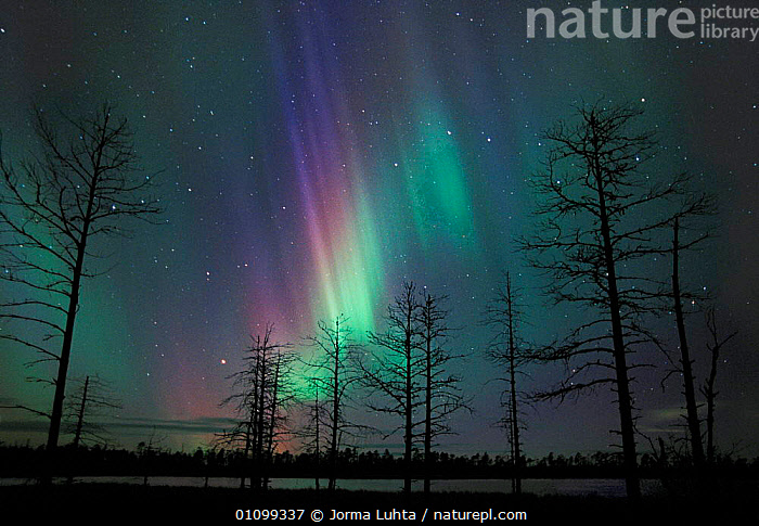 Stock photo of Aurora borealis rays in night sky, northern Finland ...