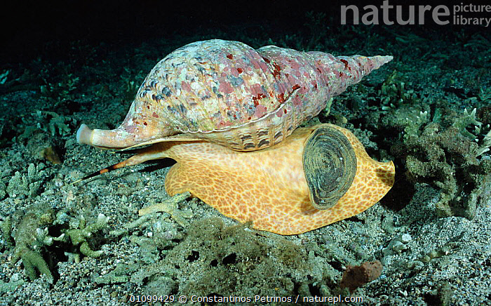 Stock photo of Triton's trumpet {Charonia tritonis} Sulawesi, Indonesia ...