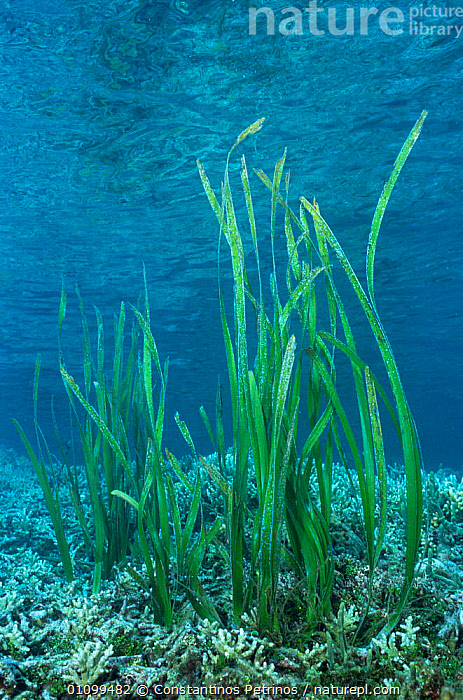 Stock photo of Sea grass / turtle grass {Ehalus acoroides} Lembeh ...