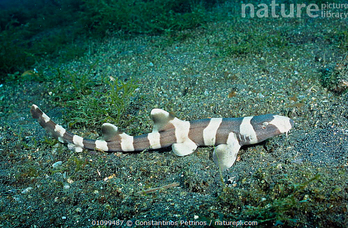 Stock photo of Bamboo shark juvenile {Chiloscyllium punctatum} Lembeh ...
