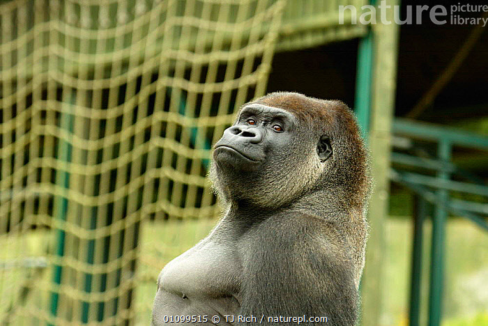 Stock photo of Head portrait of male silverback Western lowland gorilla ...
