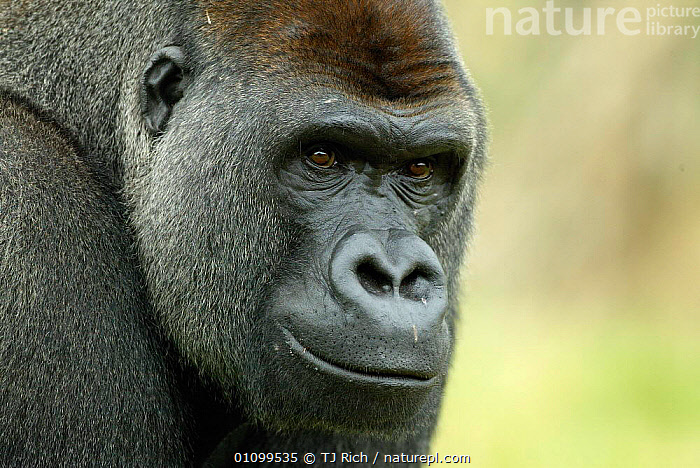 Stock photo of Head portrait of male silverback Western lowland gorilla ...