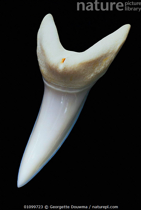 Stock photo of Shortfin mako shark tooth {Isurus oxyrinchus}. Available ...