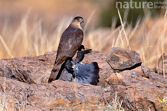 Stock photo of Cooper's hawk with pigeon prey {Accipiter cooperii ...