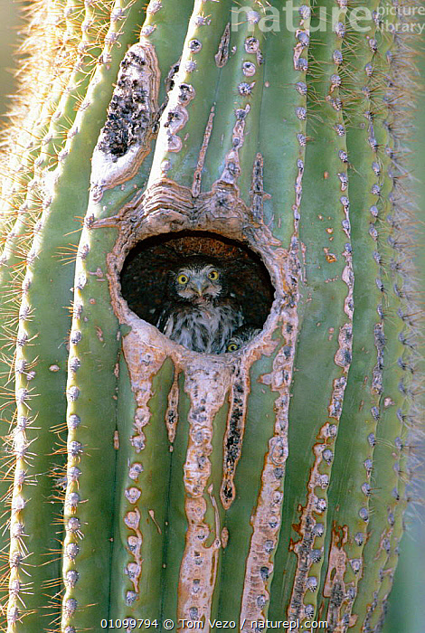 Stock photo of Ferruginous pygmy owl juvenile in saguaro cactus nest ...